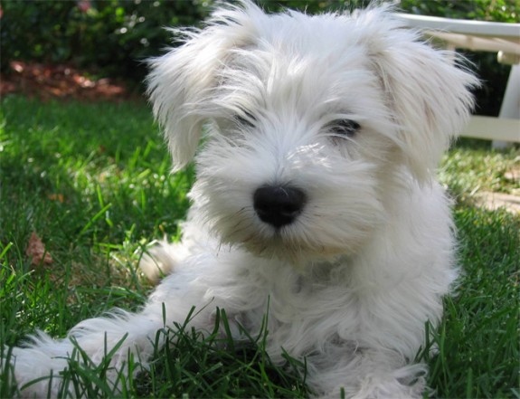 20 najljepših vrsta pasa