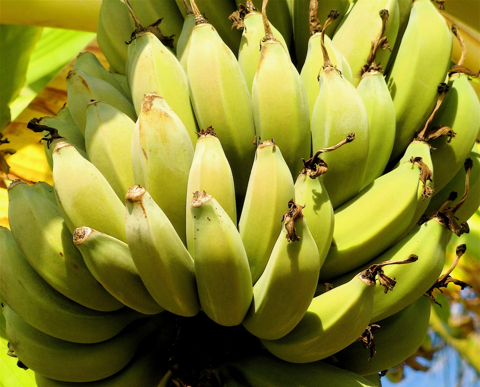 15 stvari koje niste znali o bananama