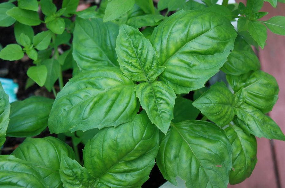 Ljekovite moći bosiljka