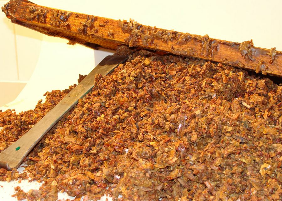 Propolis, drugi najbolji pčelinji proizvod