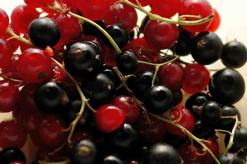 Ljekovite ljetne bobice