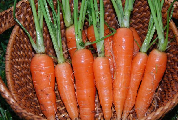 10 razloga da jedete više mrkve