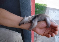 25 fotografija mladunčadi životinja koje će vam uljepšati dan