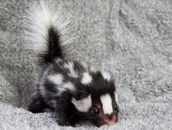 25 fotografija mladunčadi životinja koje će vam uljepšati dan