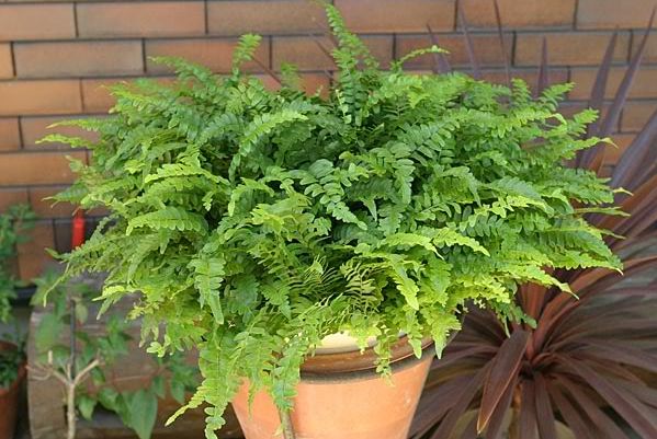 5 ljekovitih biljaka koje uvijek trebate imati u svom domu