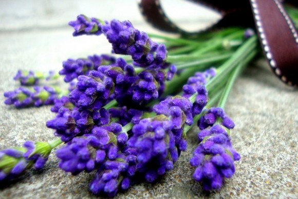 Zašto biste uvijek trebali imati lavandu u kući