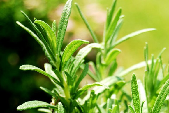 9 ljekovitih biljaka koje trebate imati u vašem domu