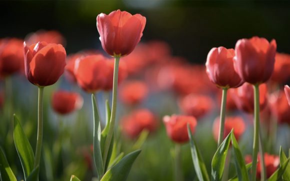 15 činjenica koje ljubitelji tulipana treba da znaju